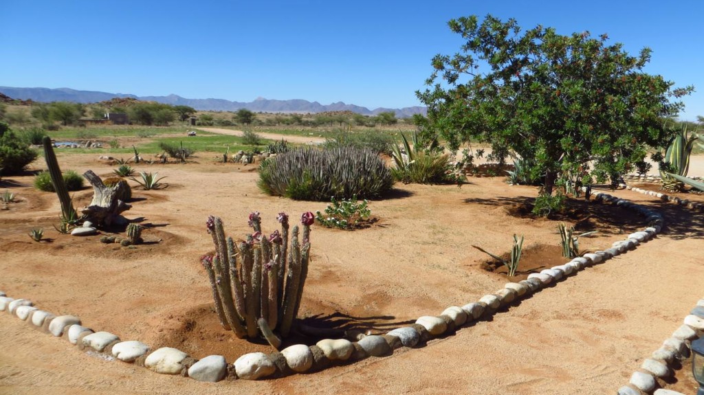 Solitaire und Solitaire Guest / Desert Farm - Bilder, Tipps & Infos